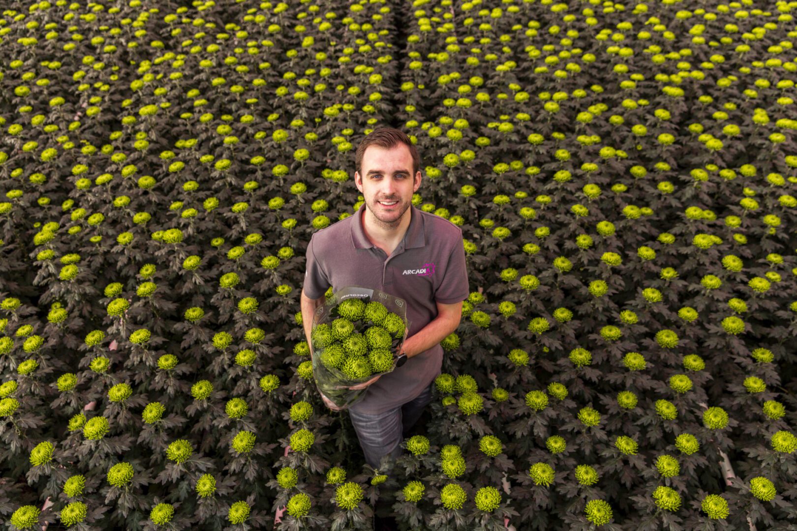 Meet the grower: Arcadia Chrysanten - Royal Van Zanten