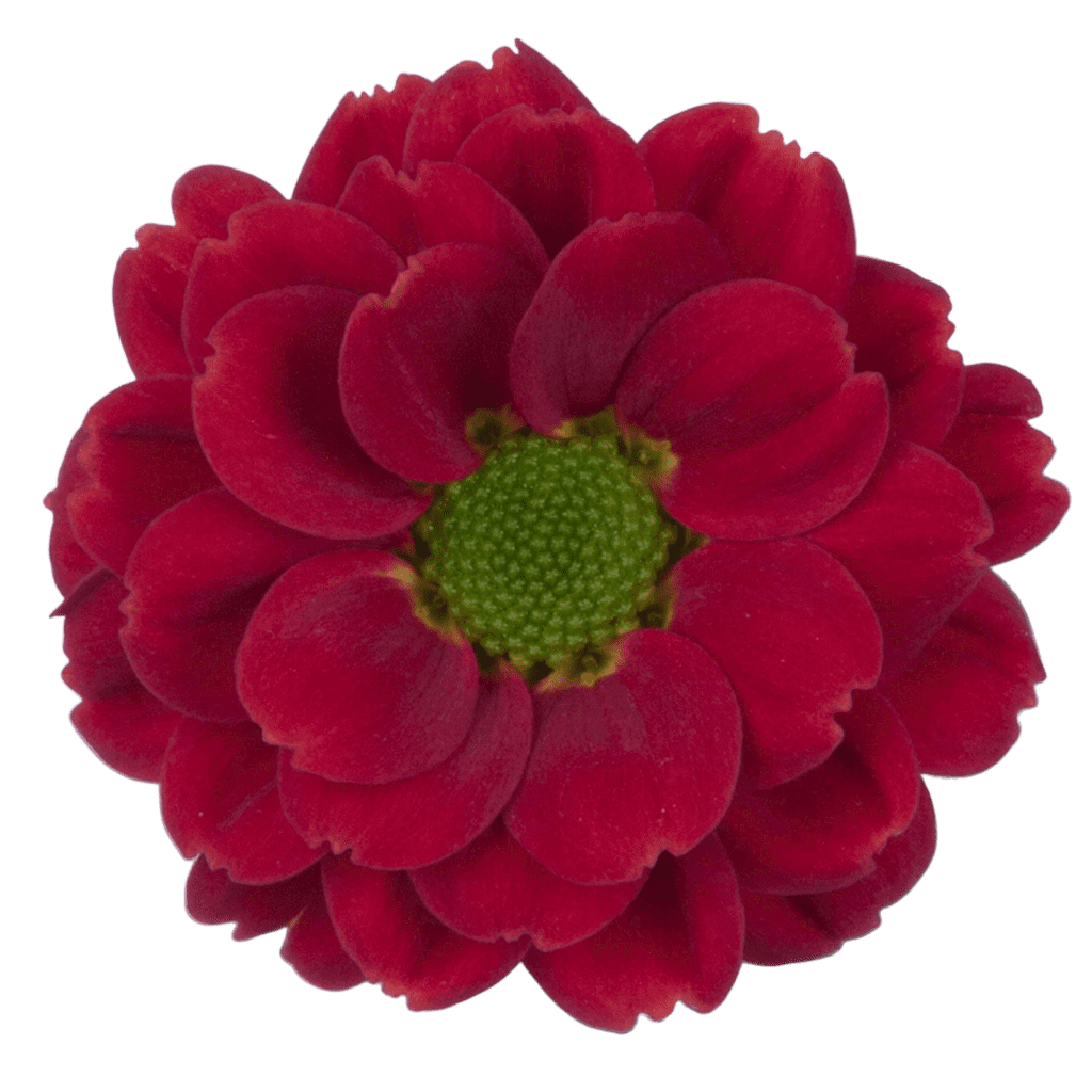 Melissa® Red - Royal Van Zanten