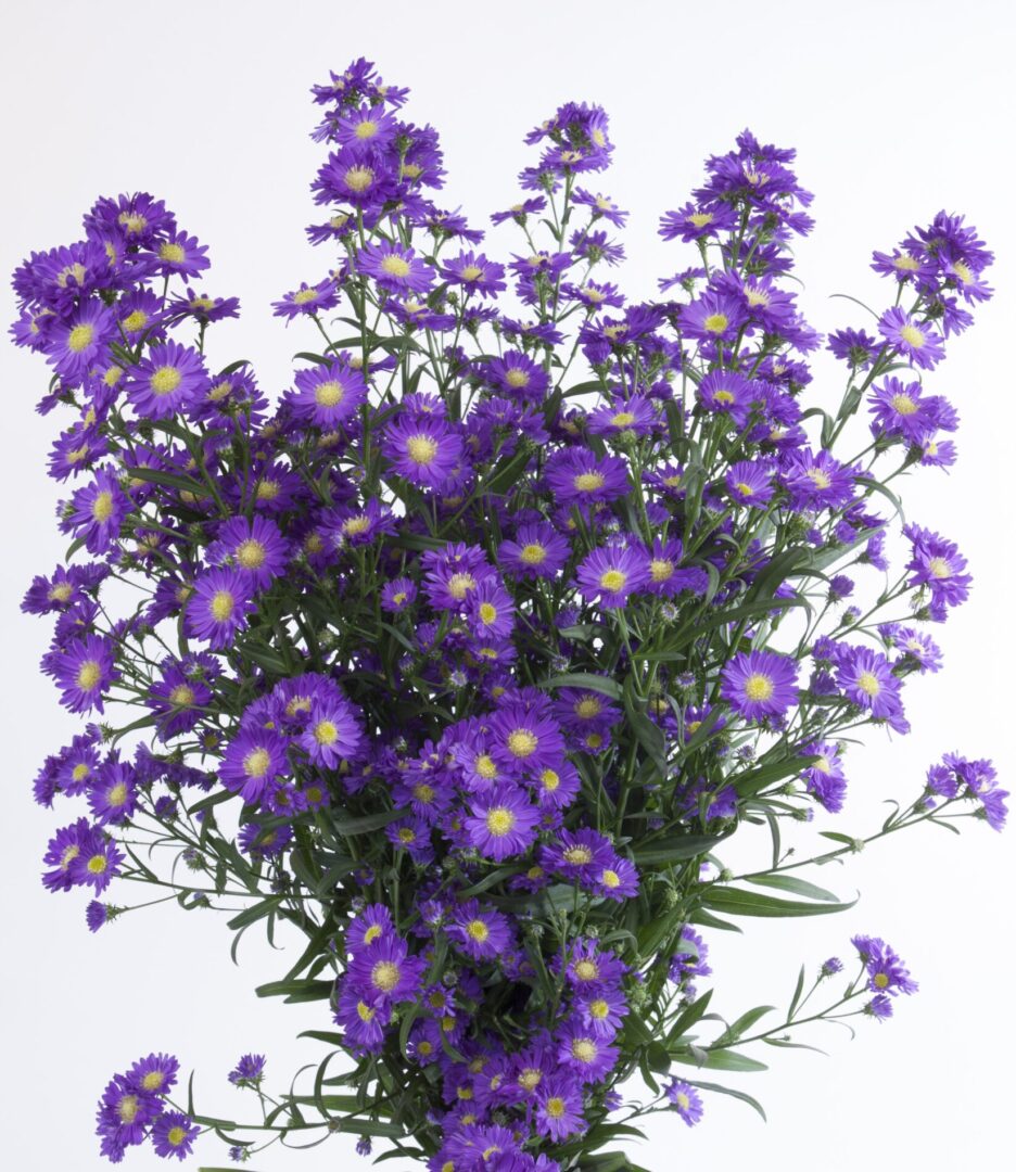 Olivia® - Royal Van Zanten