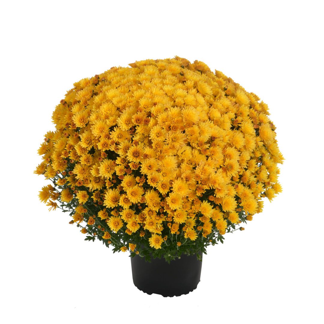 AstriX® Yellow - Royal Van Zanten