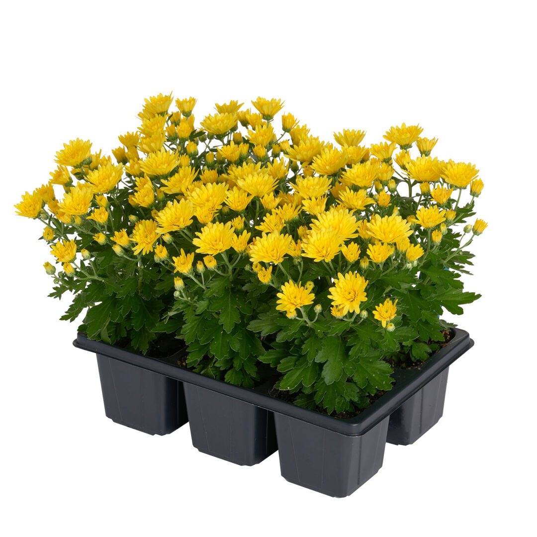 PaX® Yellow - Royal Van Zanten