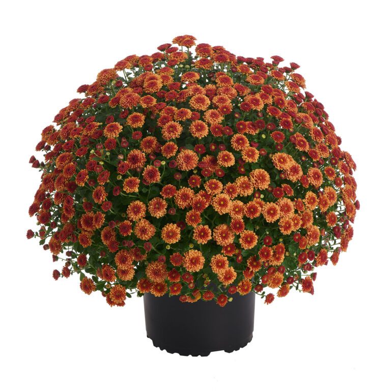 Products Archief - Royal Van Zanten