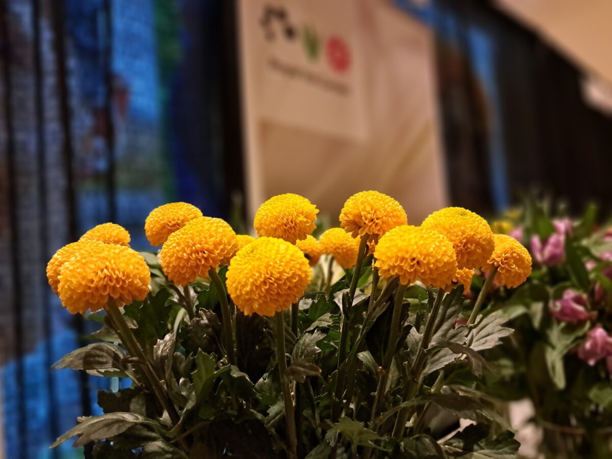 Royal Van Zanten showcases award winners at WFFSA, Miami - Royal Van Zanten