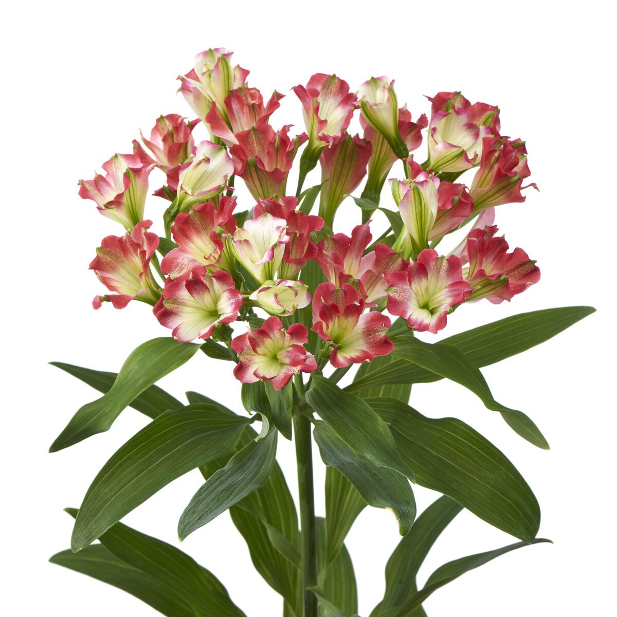 RVZ_alstroemeria_Charmelia_Blush_Z215LOWRES - Royal Van Zanten