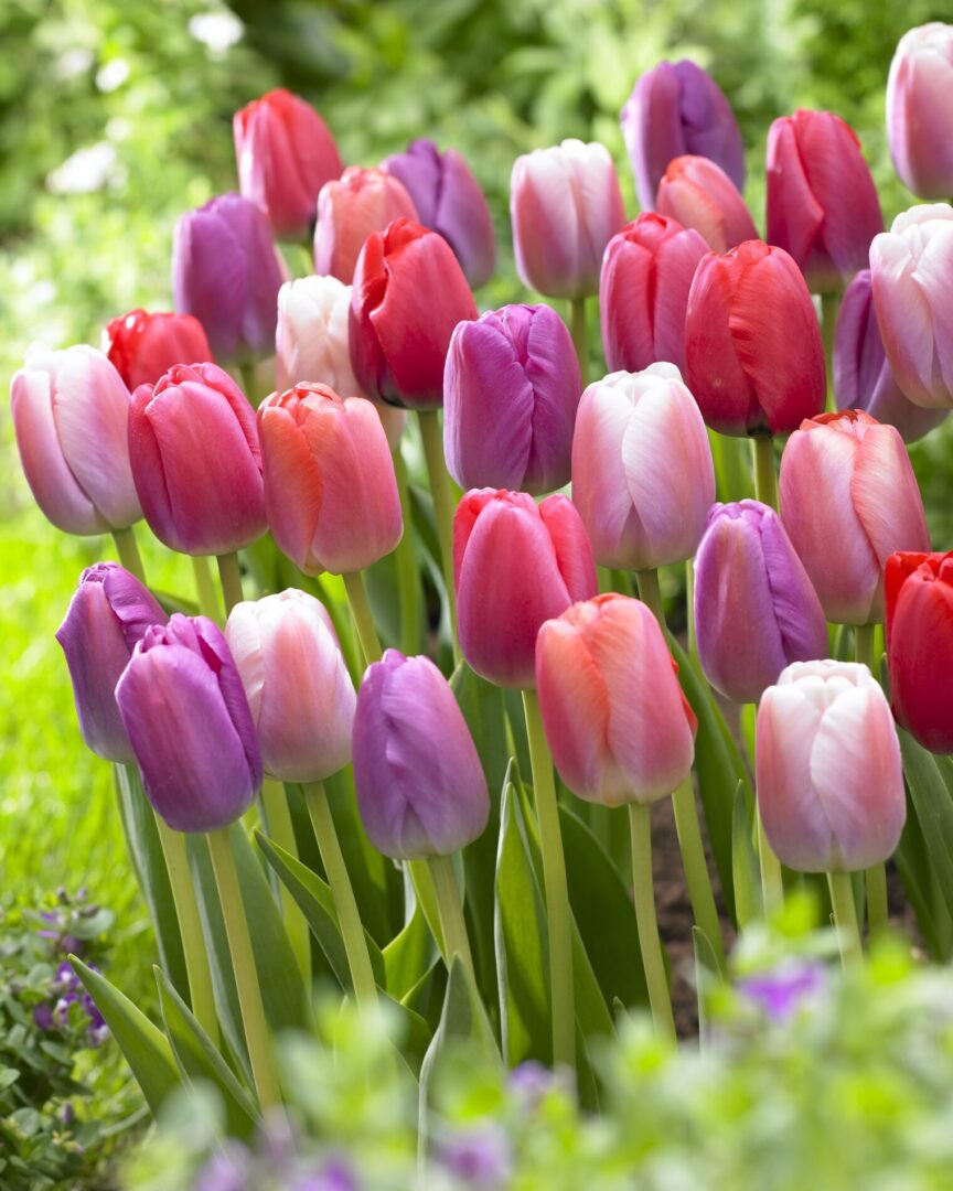 Van Zanten Flowerbulbs Tulip Week - Royal Van Zanten