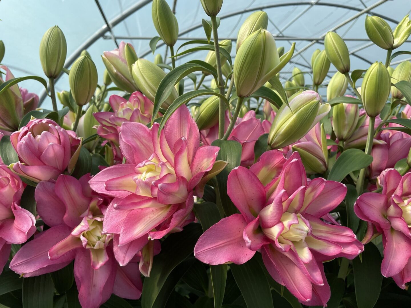 Van Zanten Flowerbulbs sells production licence for the double oriental ...