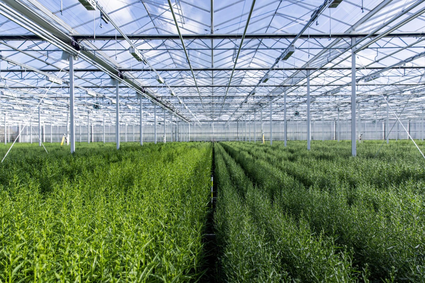 20230411-Royal-van-Zanten-9003-Web - Royal Van Zanten