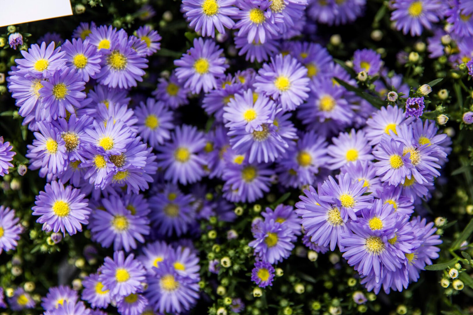 20230411-Royal-van-Zanten-9153-Web - Royal Van Zanten