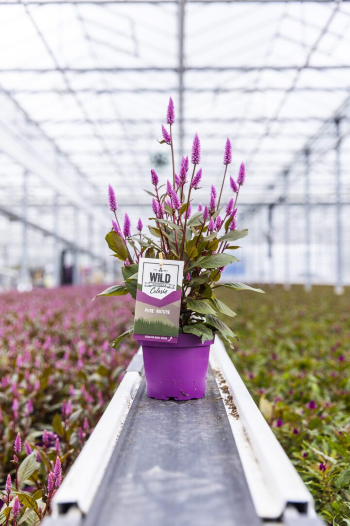 Royal van Zanten-9745-Web - Royal Van Zanten