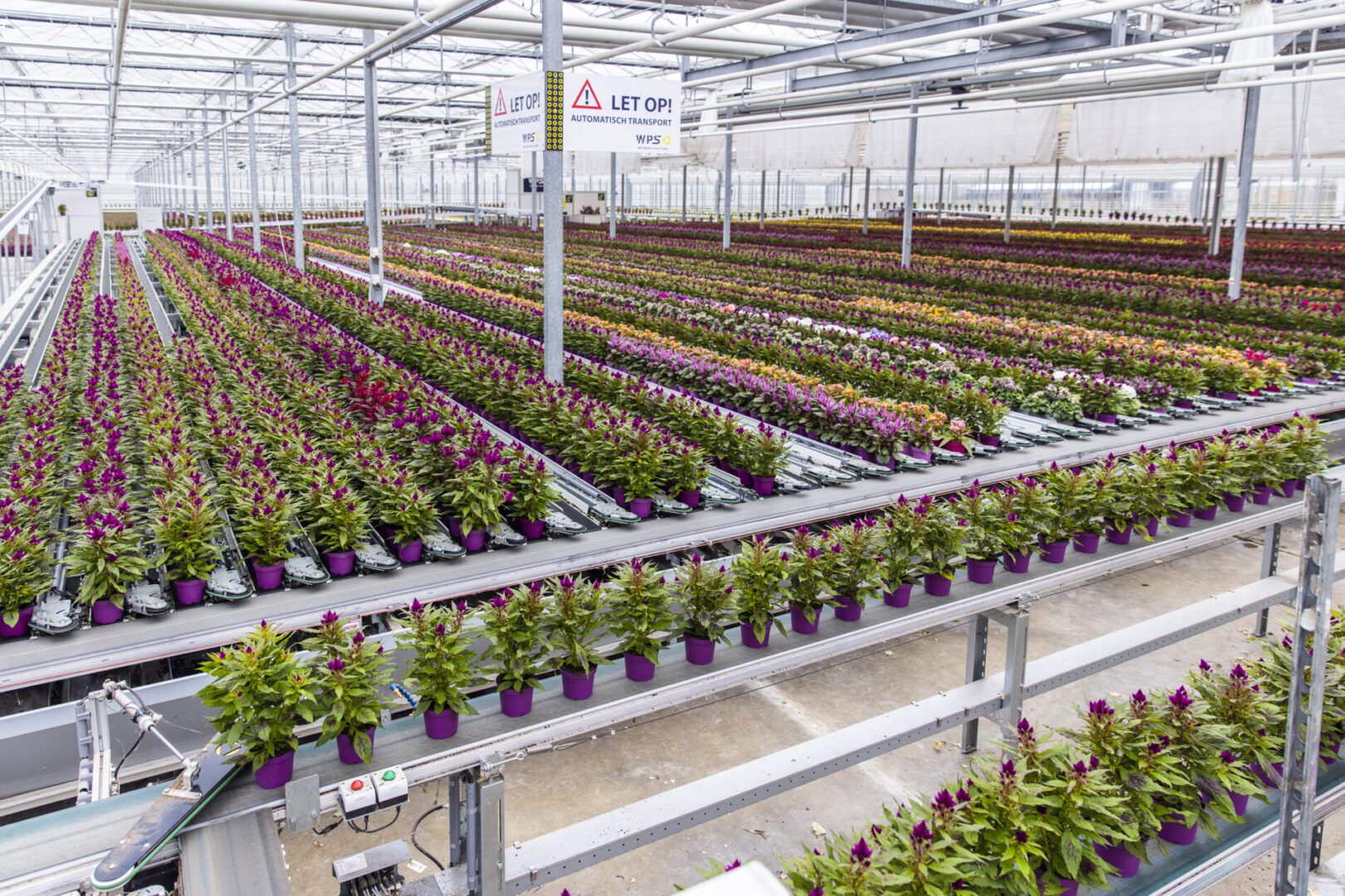 Royal van Zanten-9765-Web - Royal Van Zanten