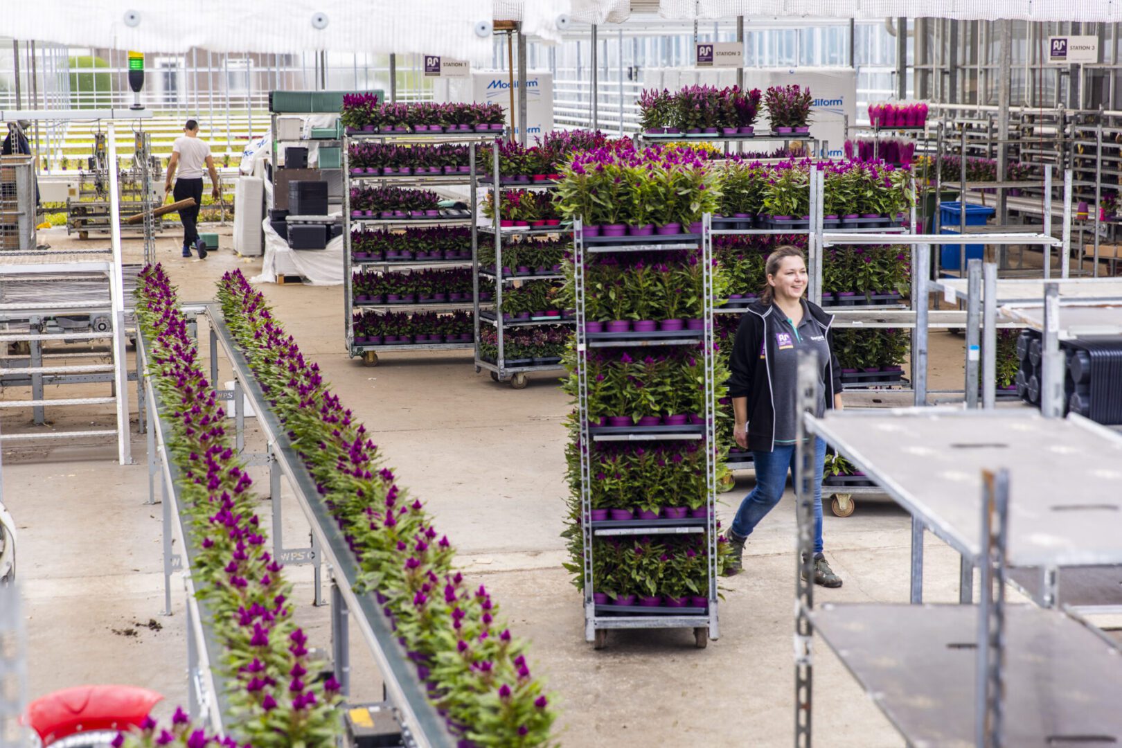 Royal van Zanten-9767-Web - Royal Van Zanten