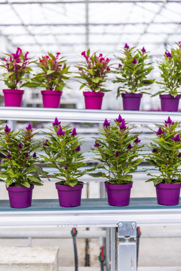 Royal van Zanten-9785-Web - Royal Van Zanten