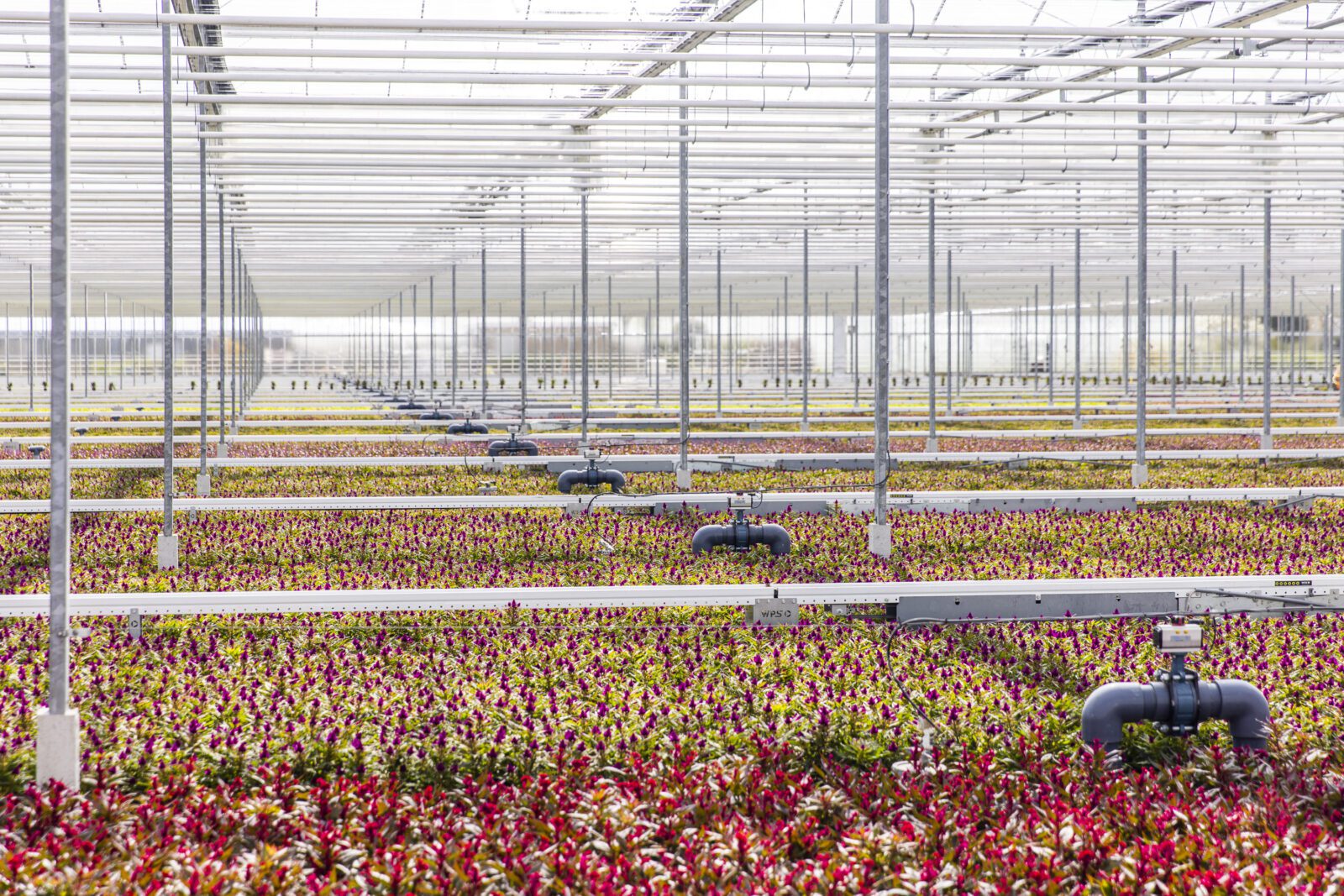 Royal van Zanten-9879-Web - Royal Van Zanten