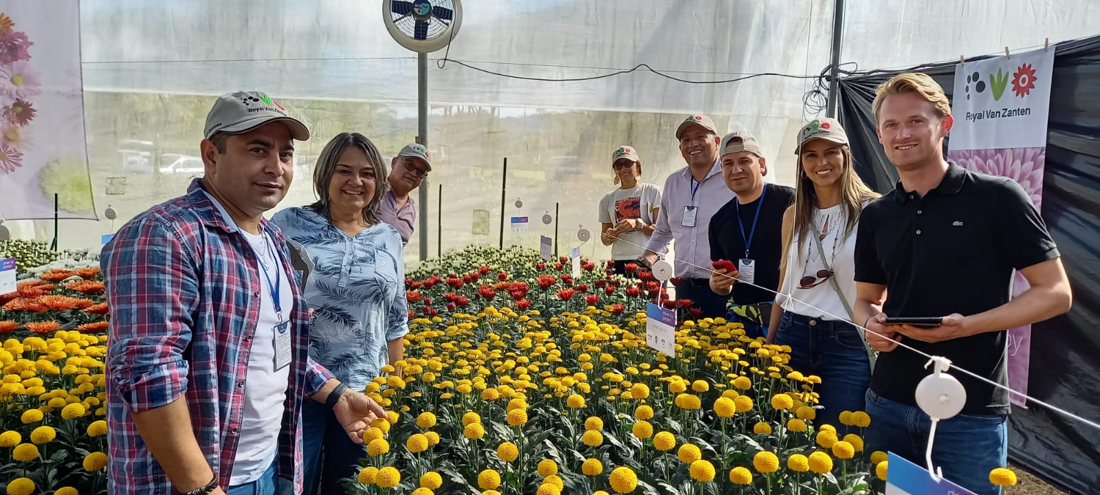 Chrysanthemum Trials Colombia - Royal Van Zanten