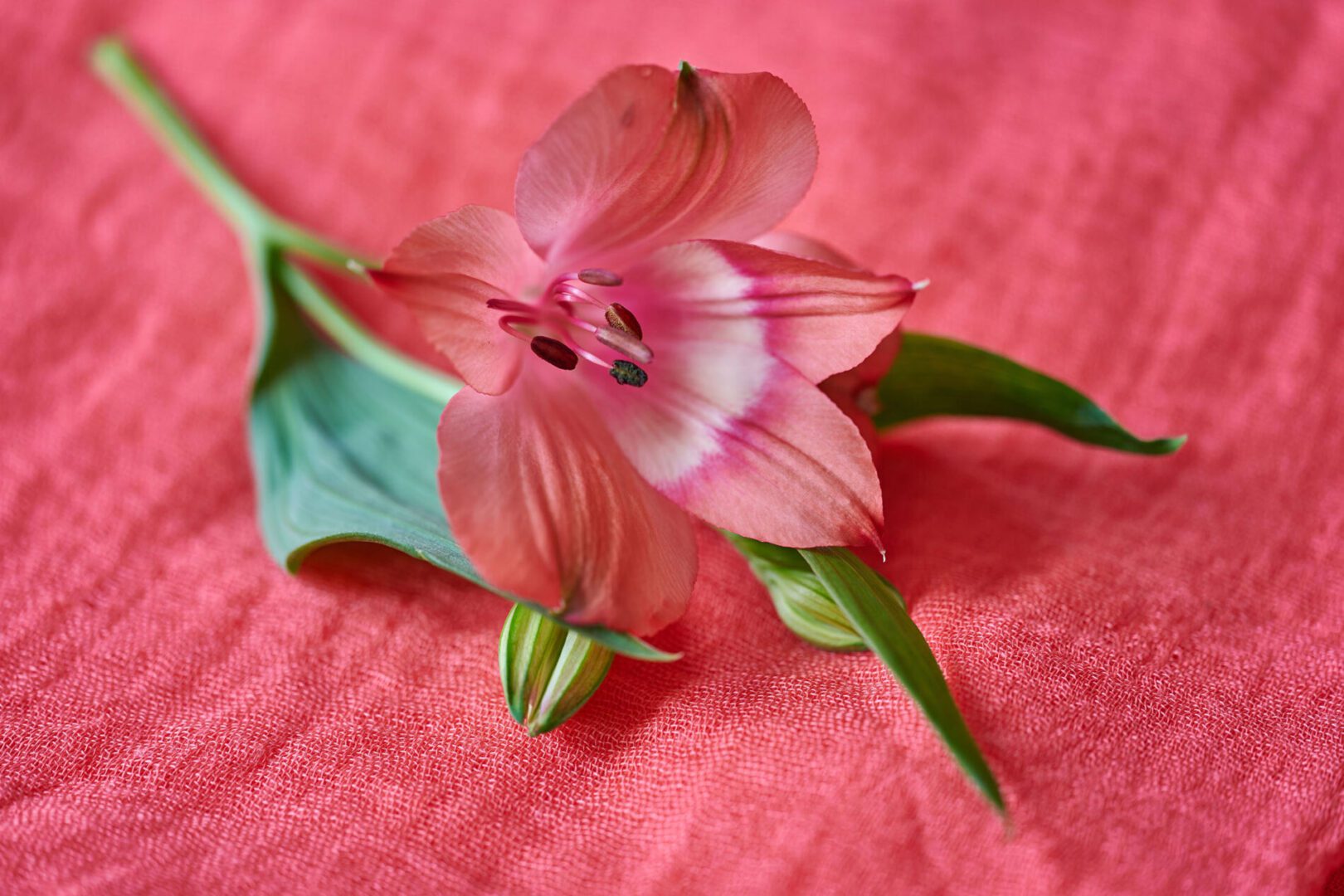Alstroemeria Intenz: summer sweetness - Royal Van Zanten