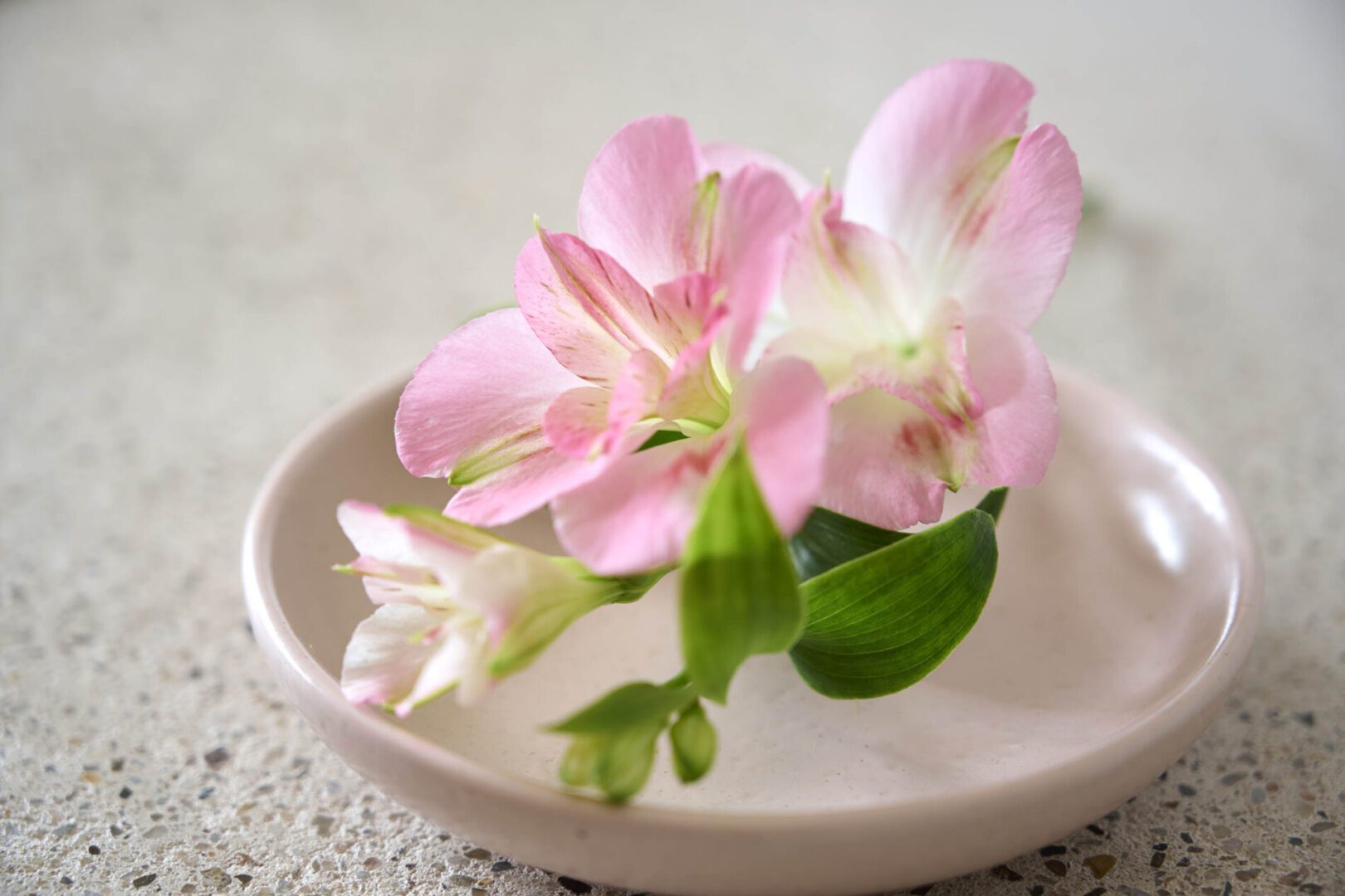 Charmelia: the feeling of wildflowers - Royal Van Zanten