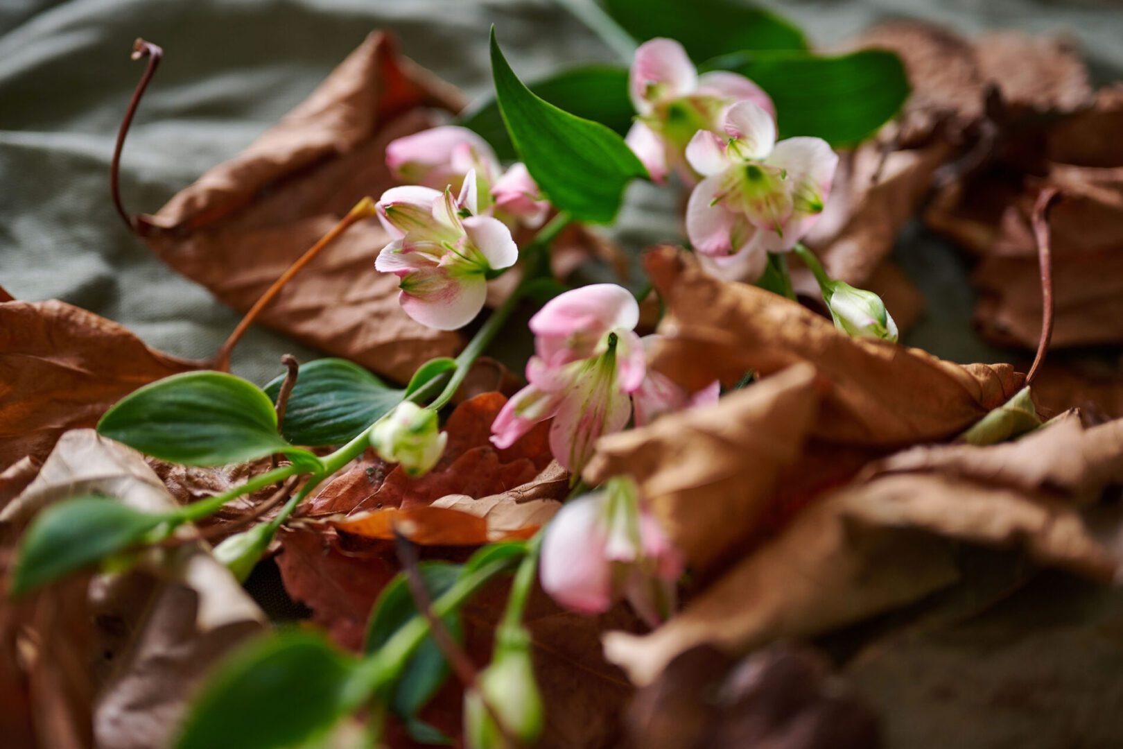 Charmelia, for a colourful autumn - Royal Van Zanten