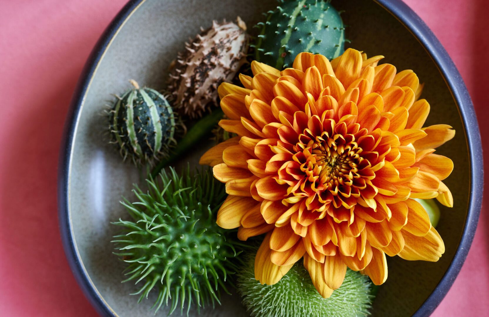 Bellavista: een echte herfstbeauty - Royal Van Zanten