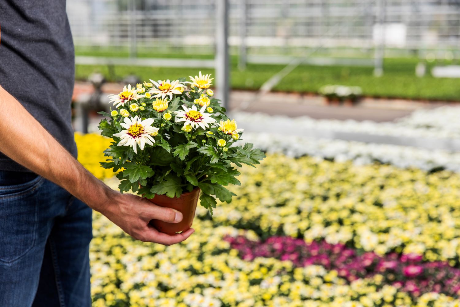 20231002-Royal-van-Zanten-1709-Web - Royal Van Zanten