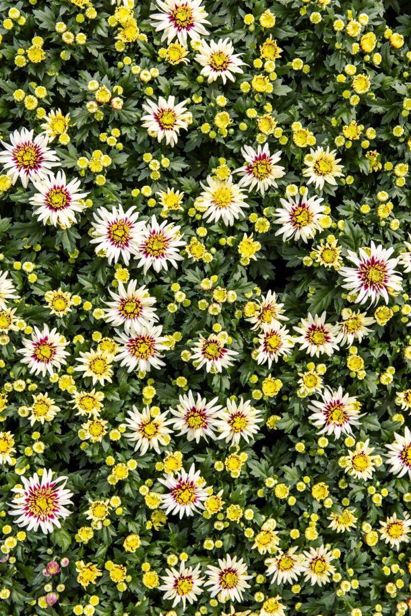 20231002-Royal-van-Zanten-1723-Web - Royal Van Zanten