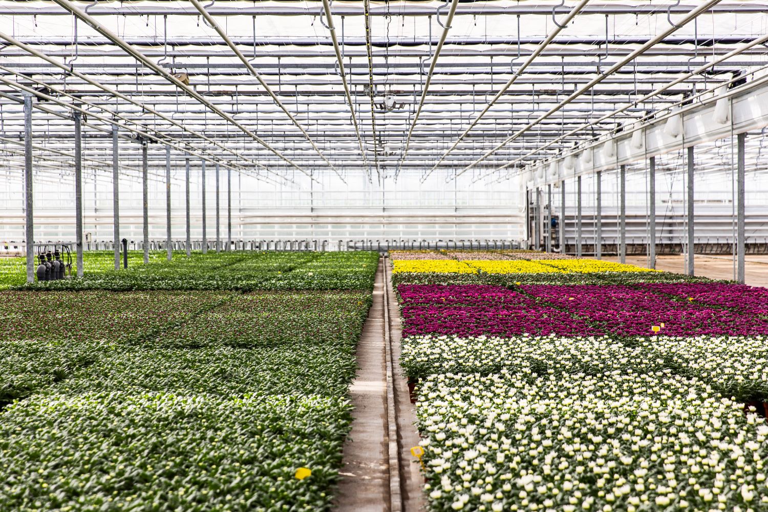 20231002-Royal-van-Zanten-1801-Web - Royal Van Zanten