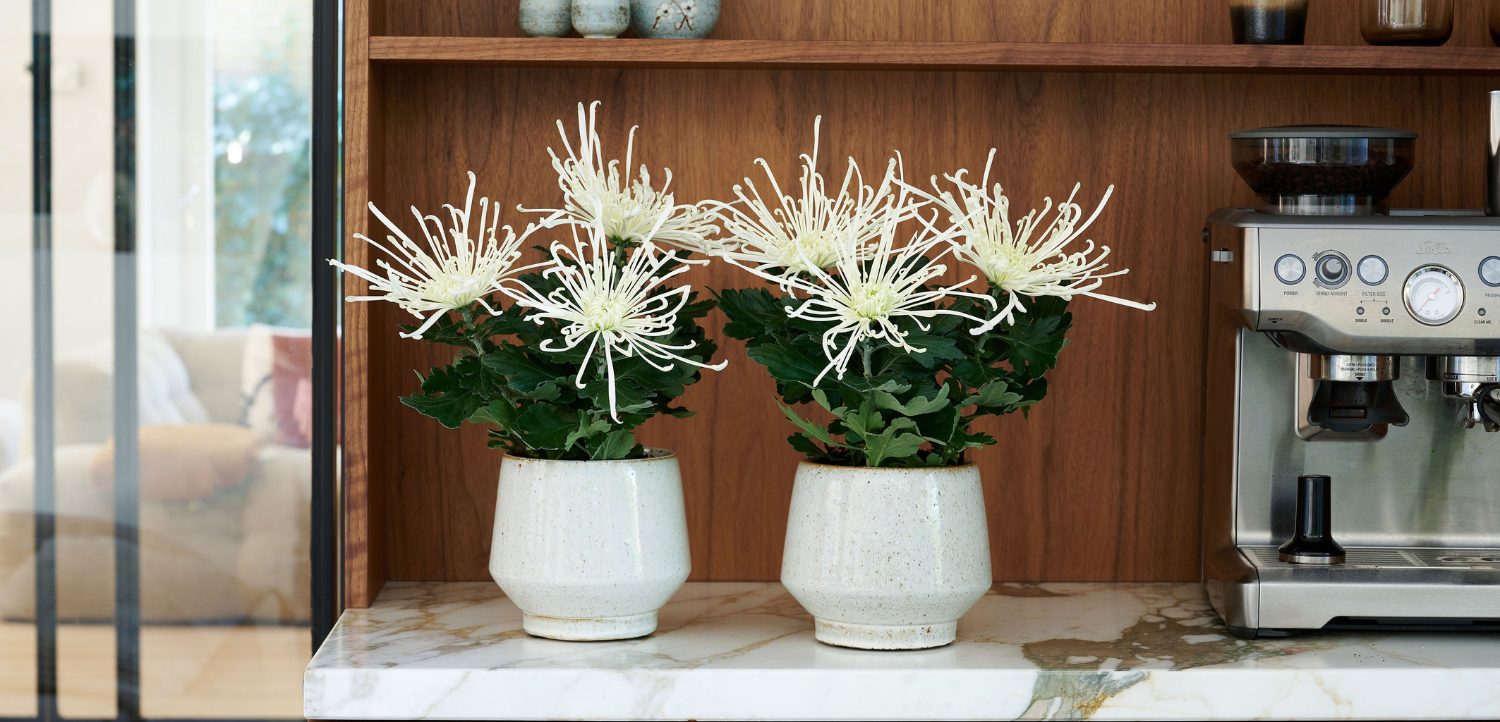 Chrysanten 2.0: de nieuwe musthave voor plantenliefhebbers - Royal Van ...