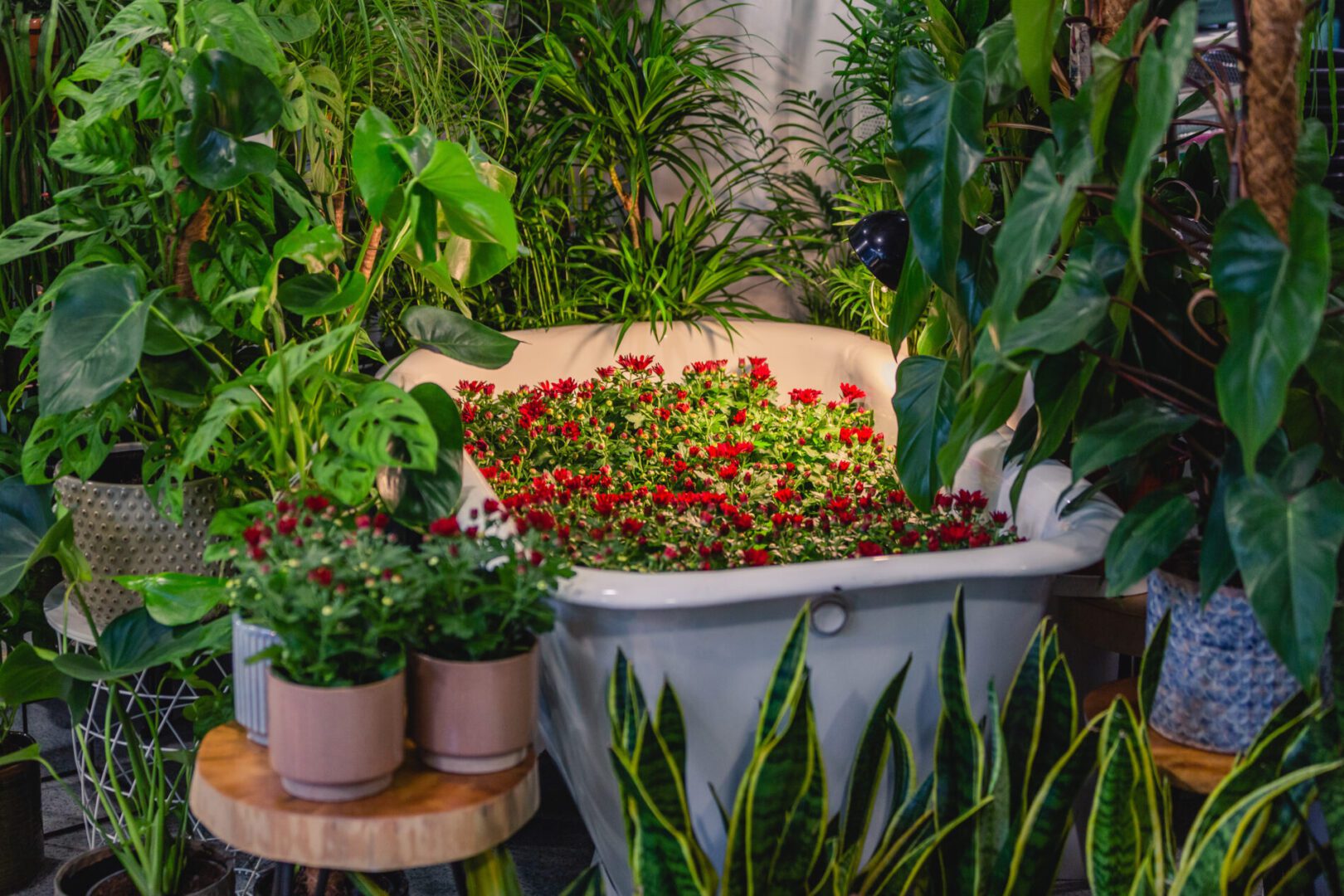 Celebrate love with b(l)ooming plants - Royal Van Zanten