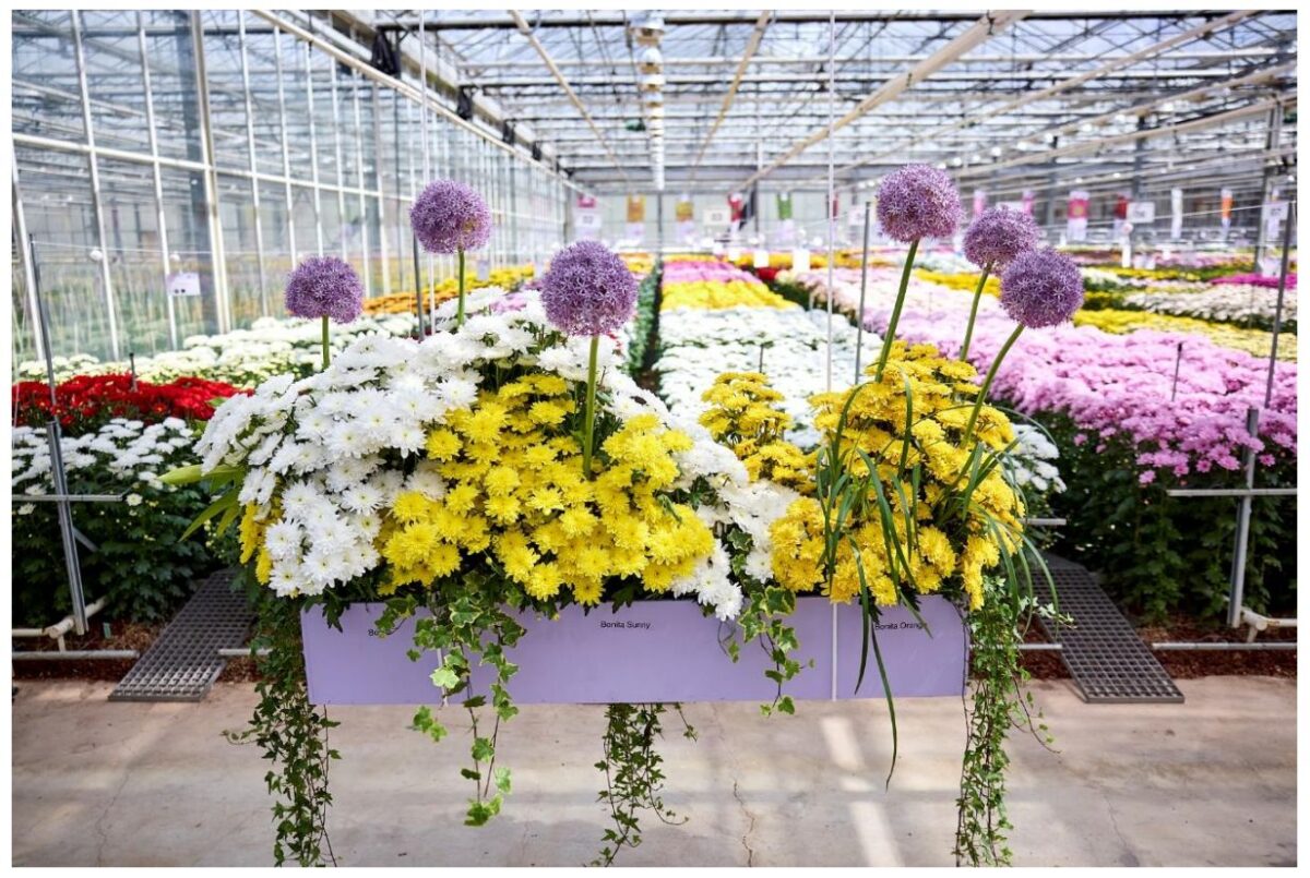 FlowerTrials Review 2024! - Royal Van Zanten