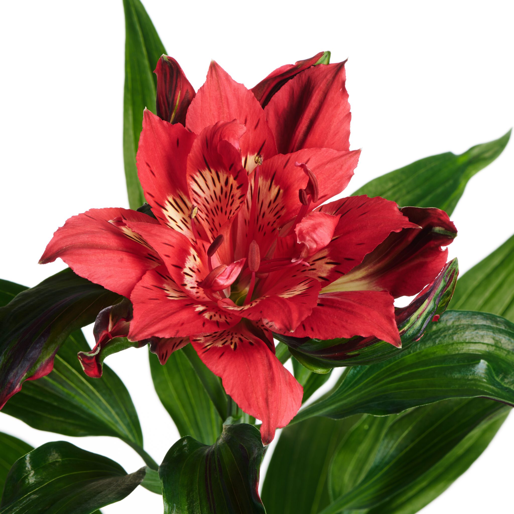 Astronova®, the new star in the European flower sector - Royal Van Zanten