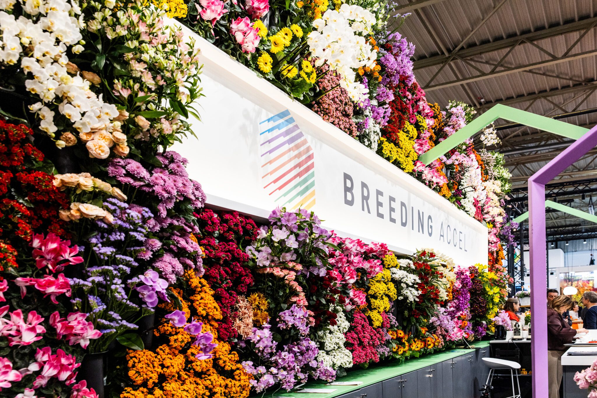 Breeding Accel reflects on a successful IPM Essen 2025 - Royal Van Zanten
