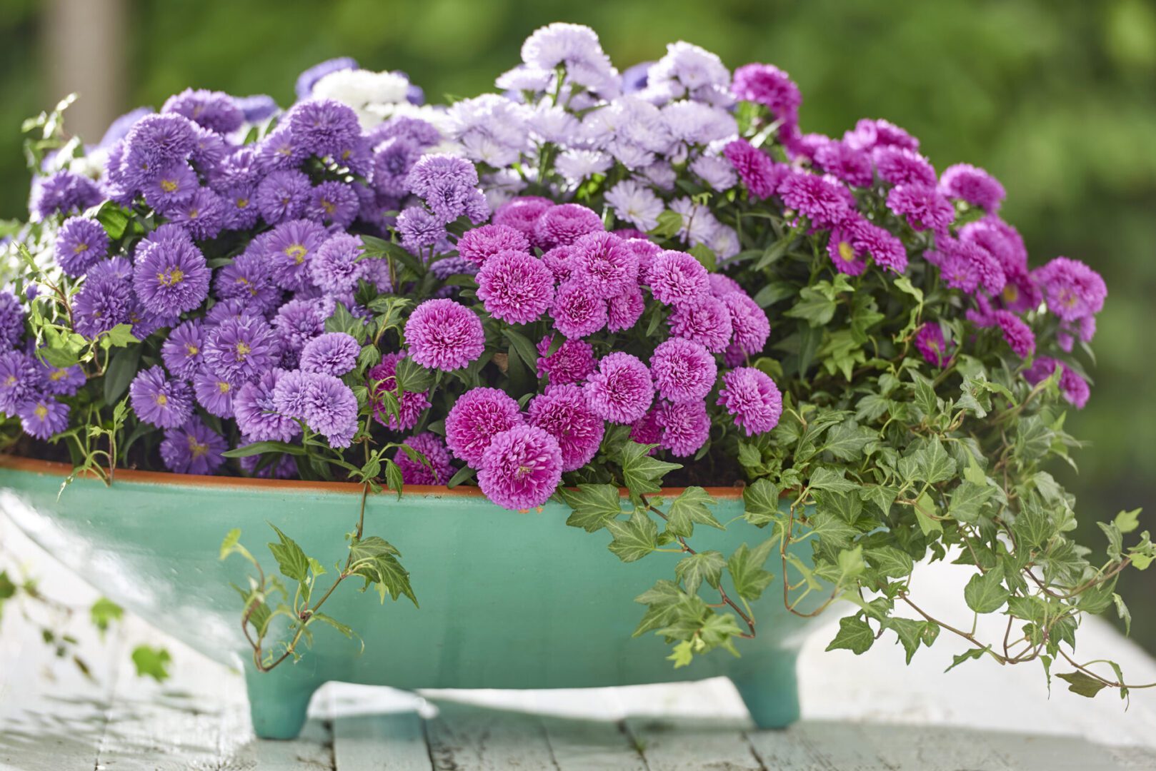 Asters – the colourful perennial for both pots and garden borders ...