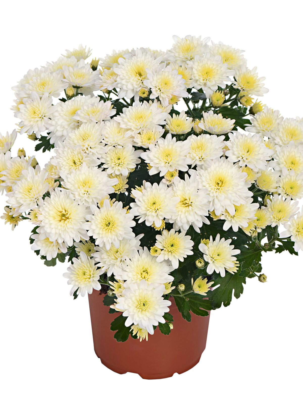 Milkshake® Snowberry - Royal Van Zanten