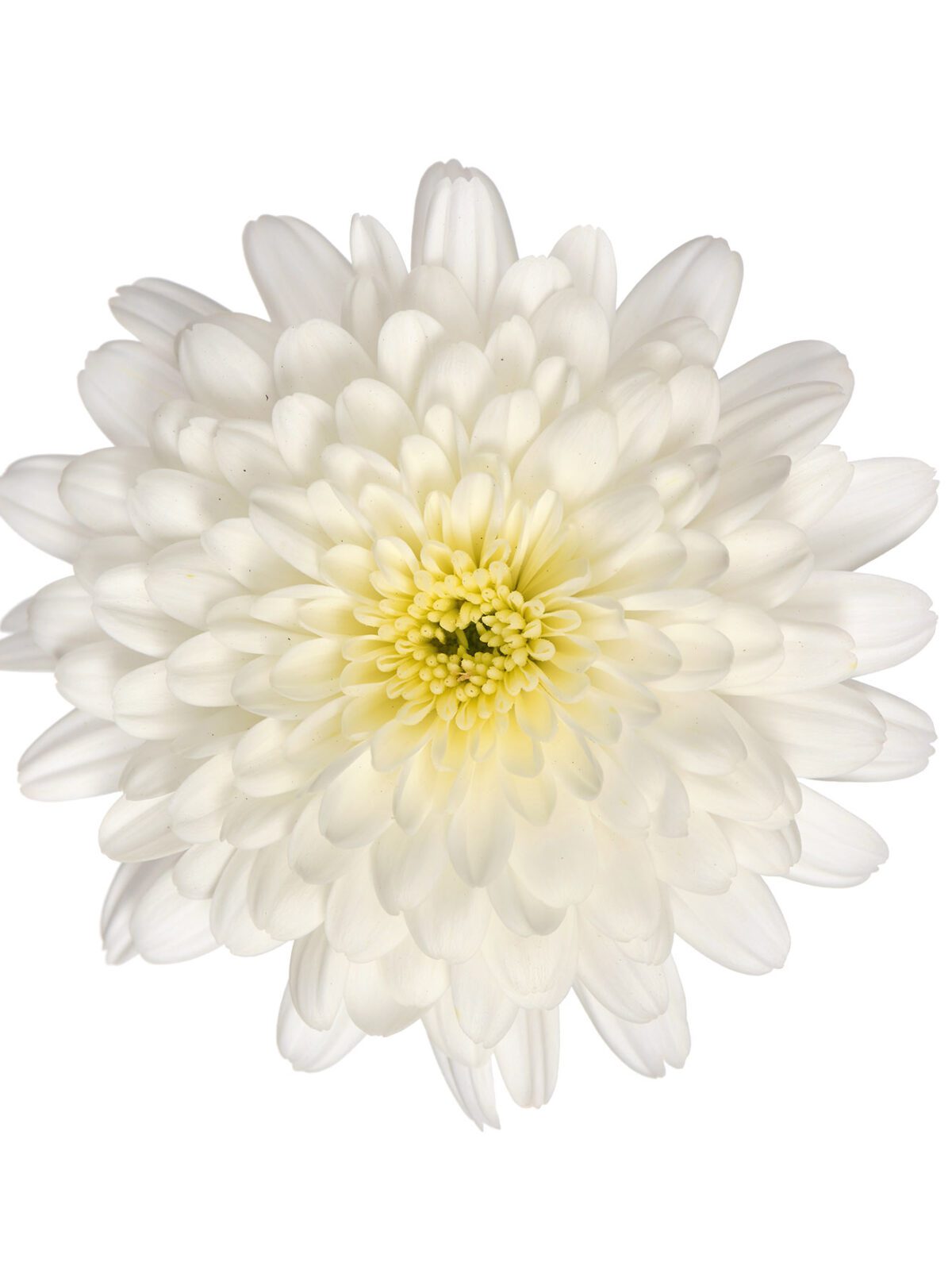 Milkshake® Snowberry - Royal Van Zanten