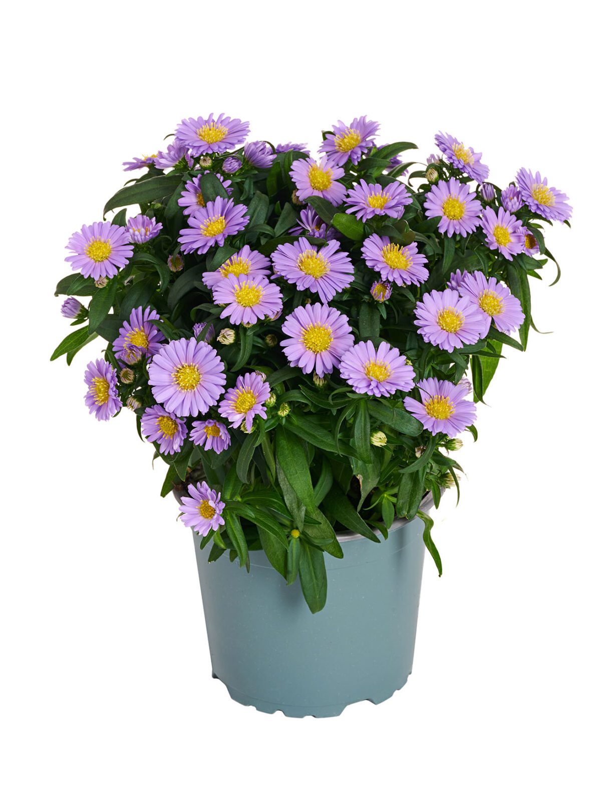 Tiara® Jade Violet - Royal Van Zanten