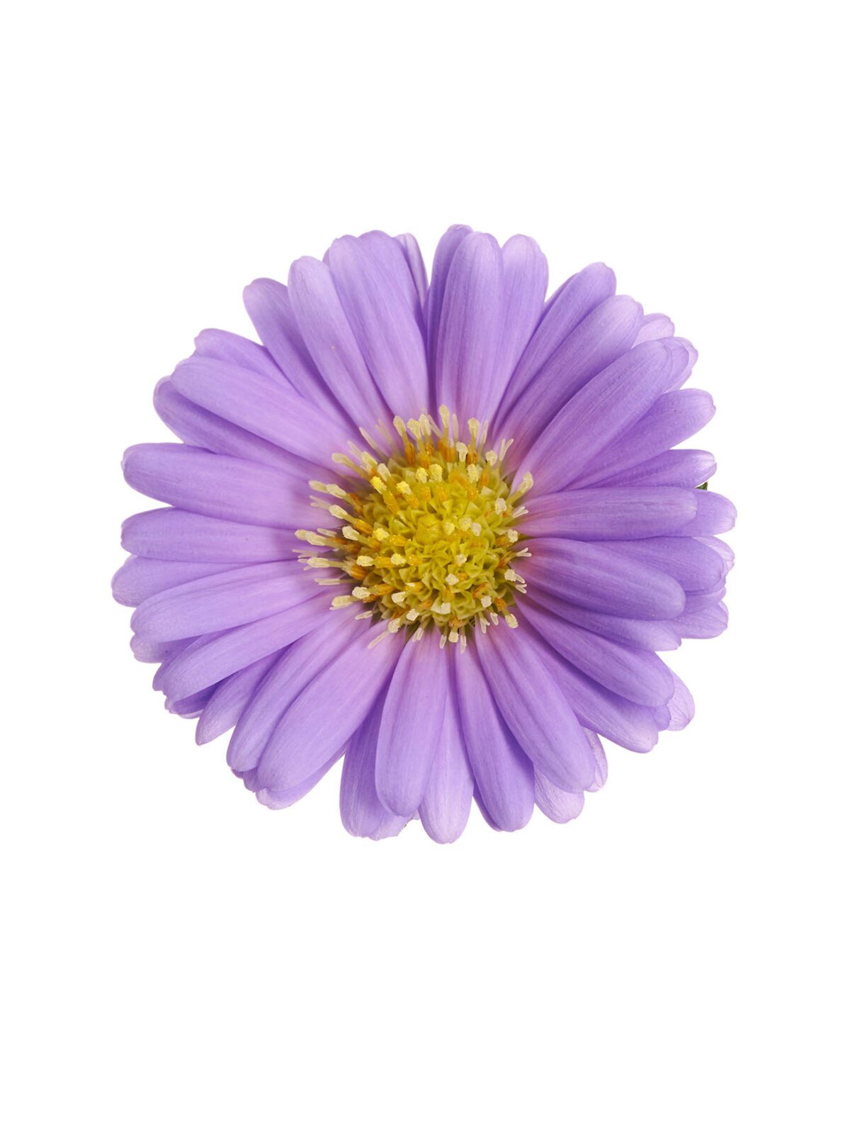 Tiara® Jade Violet - Royal Van Zanten