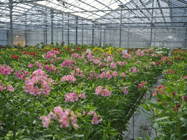 Show greenhouse Alstroemeria - Royal Van Zanten